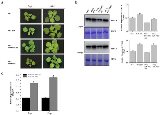 The P3N-PIPO Protein Encoded by Wheat Yellow Mosaic Virus Is a ...