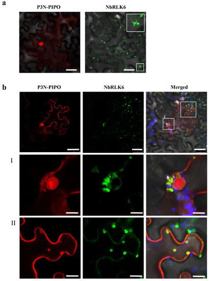 The P3N-PIPO Protein Encoded by Wheat Yellow Mosaic Virus Is a ...