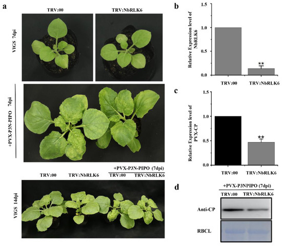 The P3N-PIPO Protein Encoded by Wheat Yellow Mosaic Virus Is a ...