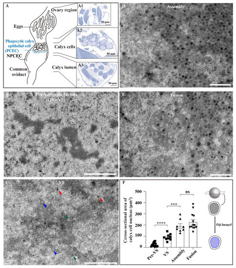 Envelope-Fusion-Syncytium Formation in Microplitis bicoloratus ...