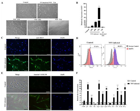 Viruses | Free Full-Text | Cromileptes altivelis microRNA Transcriptome ...