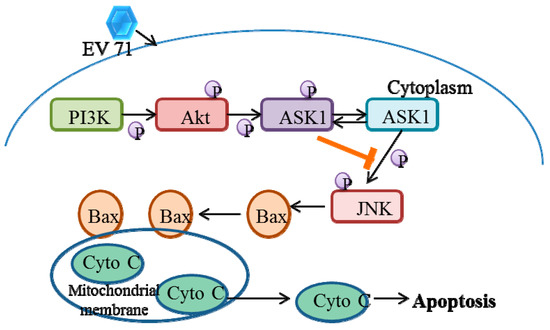 Activation of Host Cellular Signaling and Mechanism of Enterovirus 71 ...