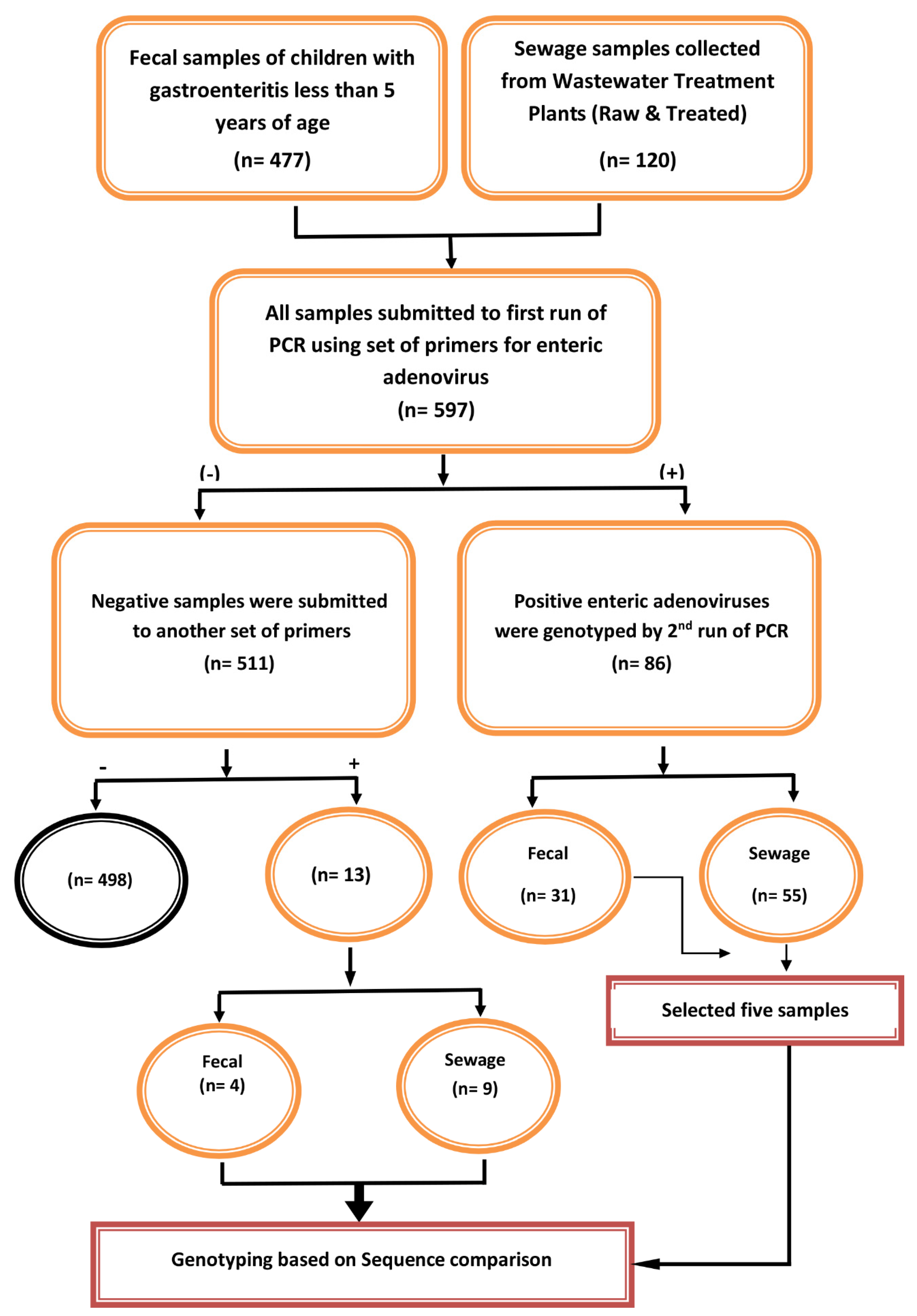 Isolation and Genotyping of Adenoviruses from Wastewater and Diarrheal ...