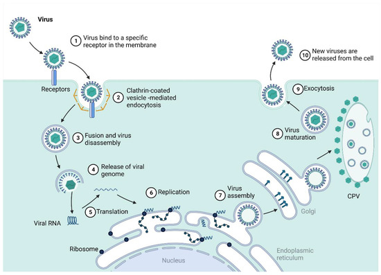 A Review of Omics Studies on Arboviruses: Alphavirus, Orthobunyavirus ...