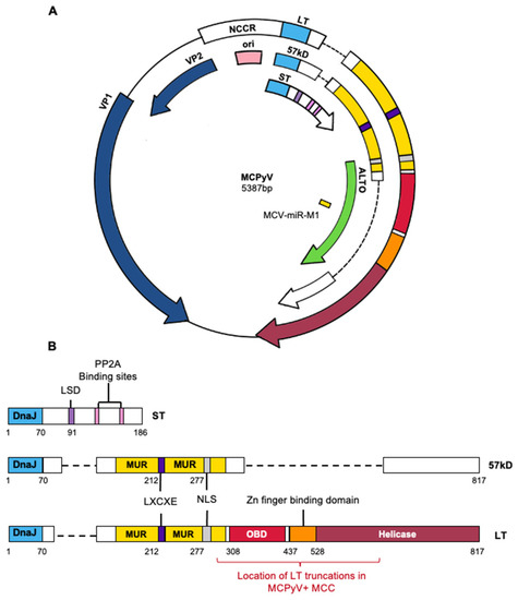 Current In Vitro and In Vivo Models to Study MCPyV-Associated MCC