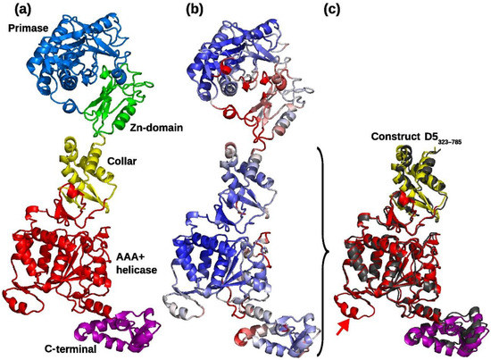 The Vaccinia Virus DNA Helicase Structure from Combined Single-Particle ...