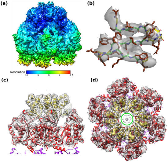 The Vaccinia Virus DNA Helicase Structure from Combined Single-Particle ...
