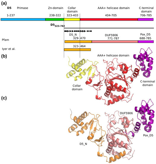 The Vaccinia Virus DNA Helicase Structure from Combined Single-Particle ...