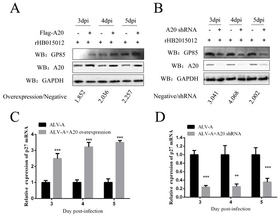 A20 Enhances the Expression of the Proto-Oncogene C-Myc by ...