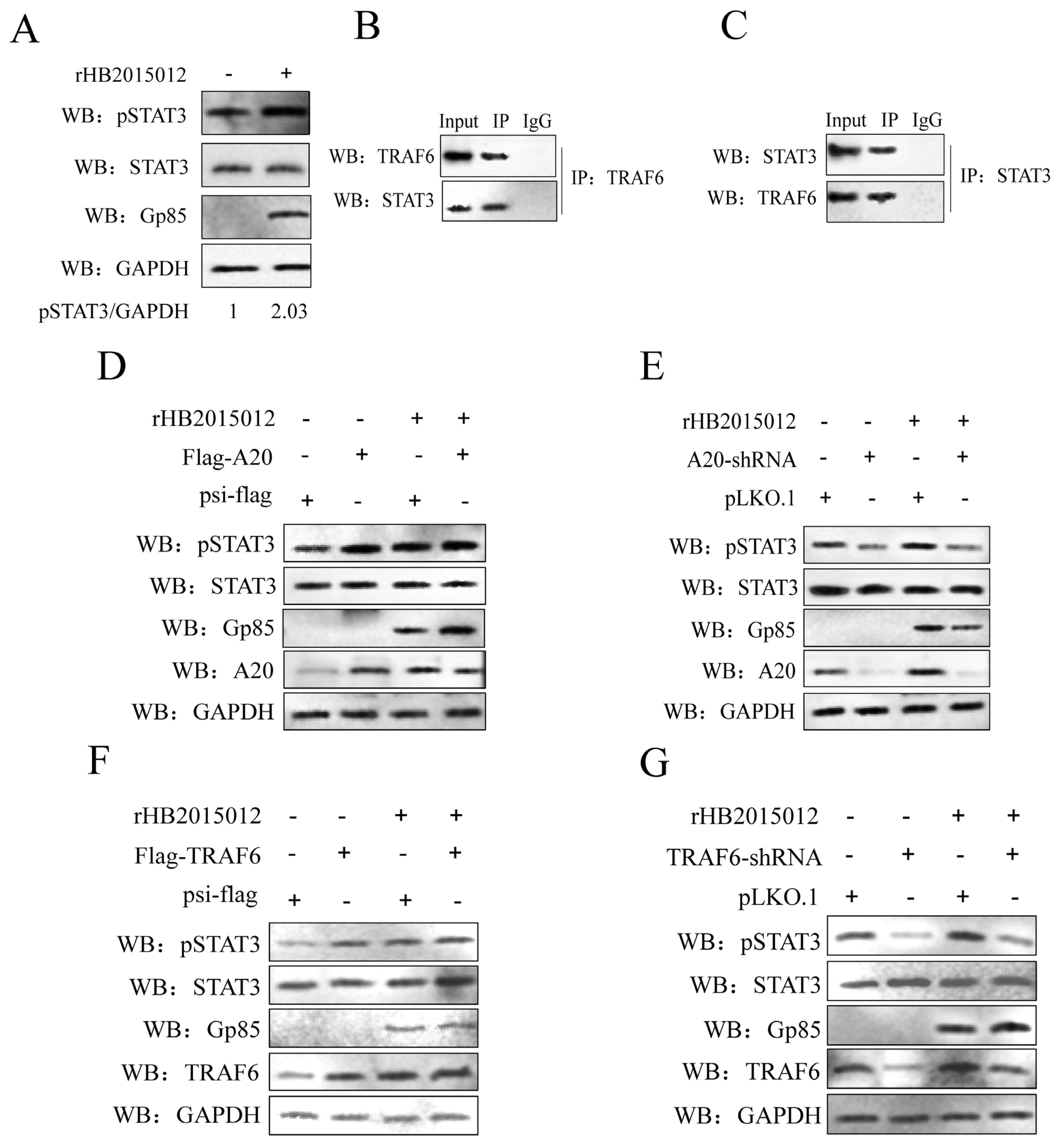 Viruses Free Full Text A20 Enhances The Expression Of The Proto