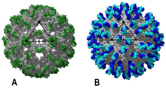 The Japanese Encephalitis Antigenic Complex Viruses: From Structure to ...