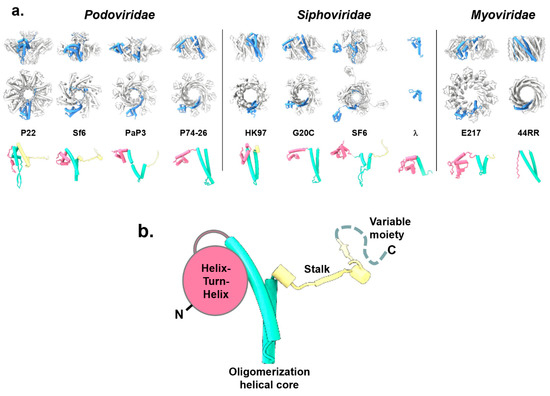 Viral Small Terminase: A Divergent Structural Framework for a Conserved ...