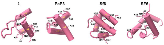 Viral Small Terminase: A Divergent Structural Framework for a Conserved ...