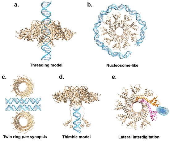 Viral Small Terminase: A Divergent Structural Framework for a Conserved ...