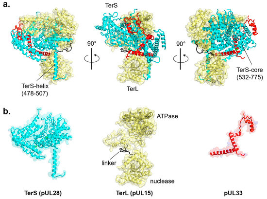 Viral Small Terminase: A Divergent Structural Framework for a Conserved ...