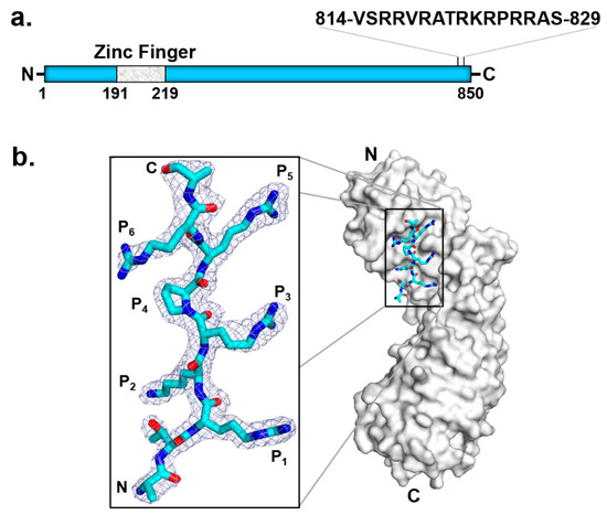 Viral Small Terminase: A Divergent Structural Framework for a Conserved ...