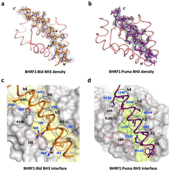 Crystal Structures of Epstein–Barr Virus Bcl-2 Homolog BHRF1 Bound to Bid and Puma BH3 Motif ...
