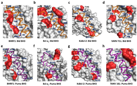 Crystal Structures of Epstein–Barr Virus Bcl-2 Homolog BHRF1 Bound to ...