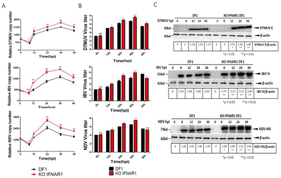 Construction and Transcriptomic Study of Chicken IFNAR1-Knockout Cell ...