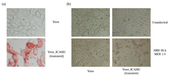 Construction of a Vero Cell Line Expressing Human ICAM1 for the ...