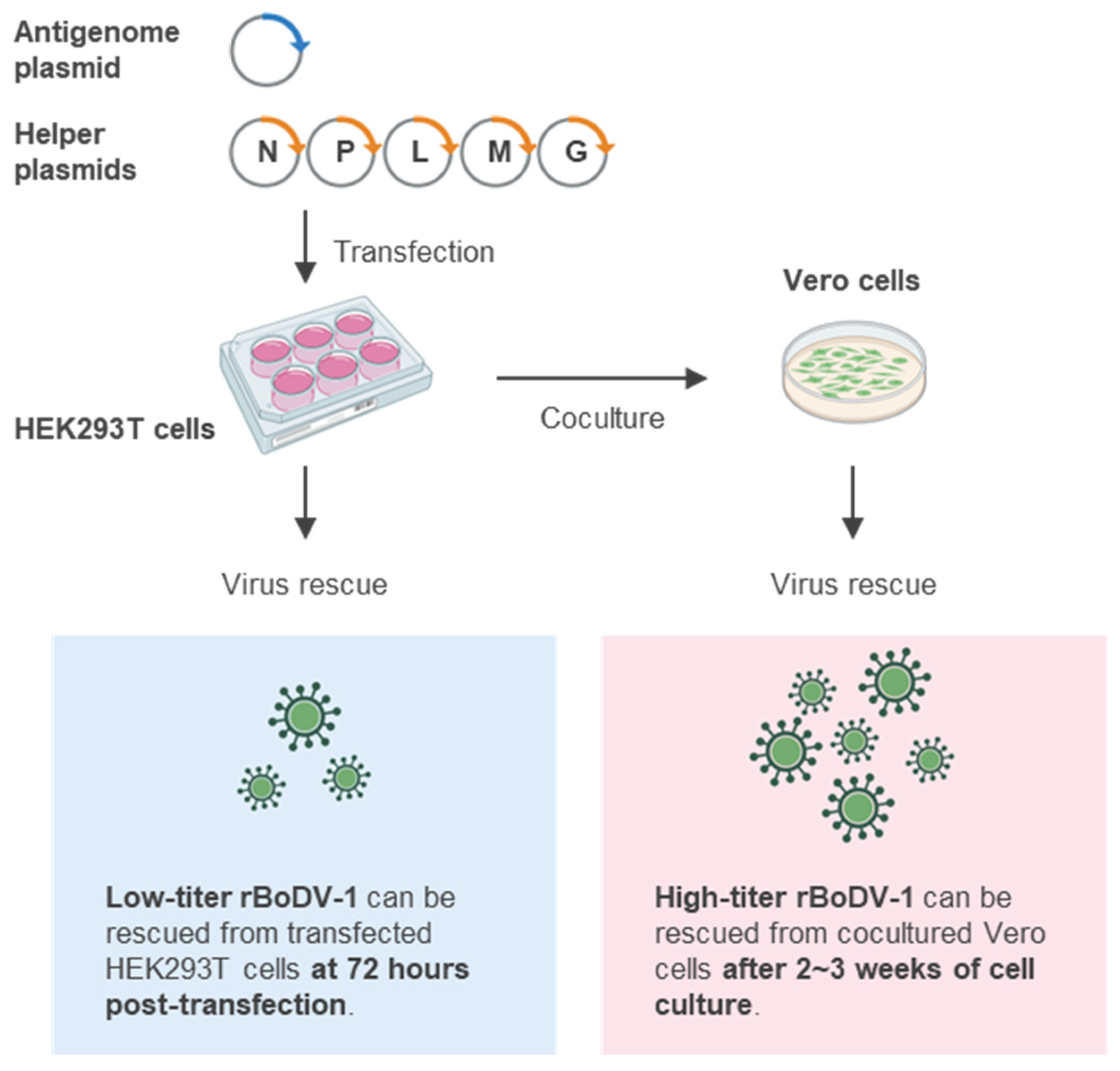 Reverse Genetics and Artificial Replication Systems of Borna Disease ...