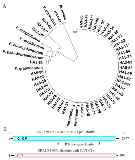 Extending the Host Range of Fusarium Poae Virus 1 from Fusarium poae to ...
