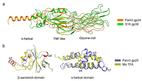 Structural Insights into the Chaperone-Assisted Assembly of a ...
