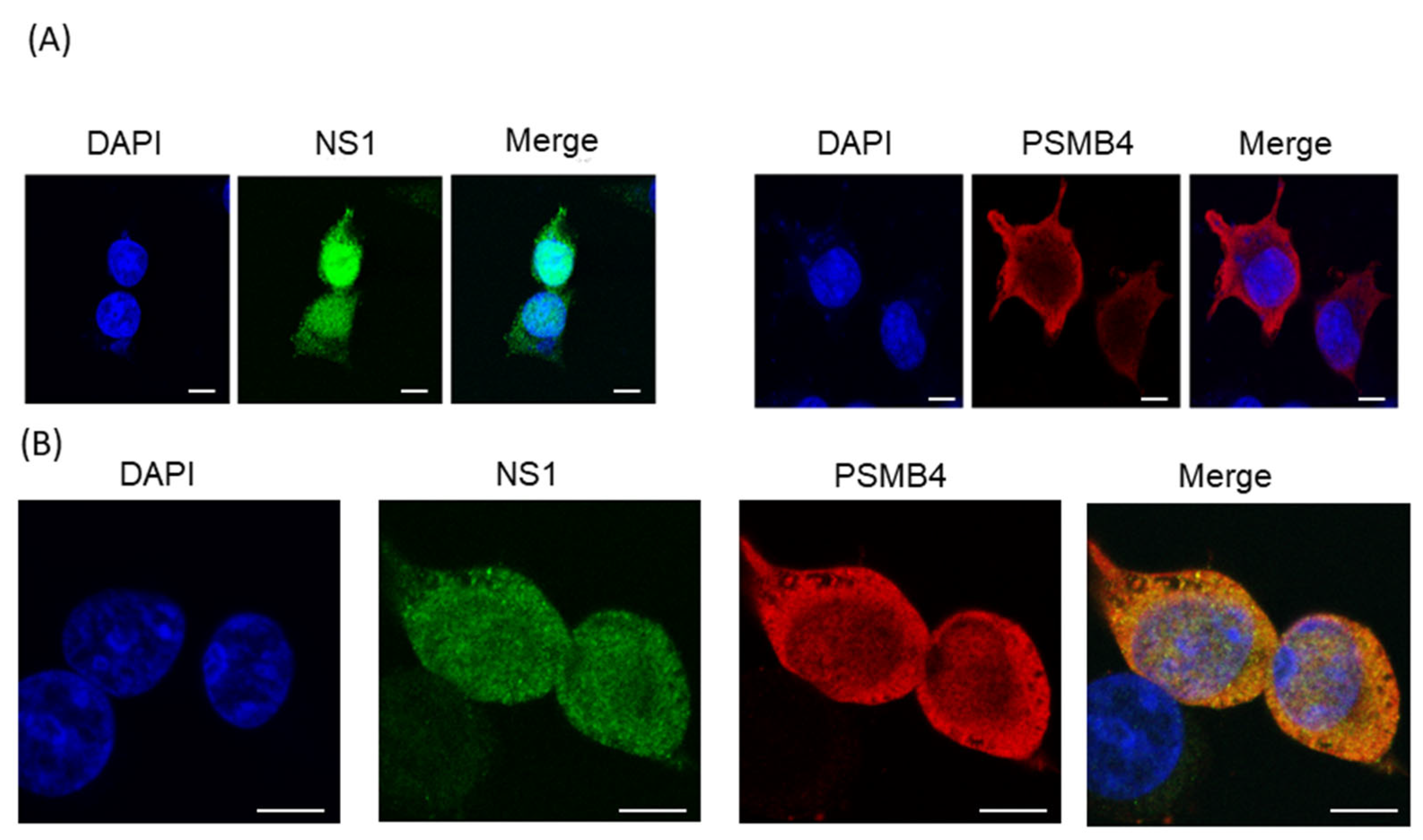 Cellular PSMB4 Protein Suppresses Influenza A Virus Replication through ...