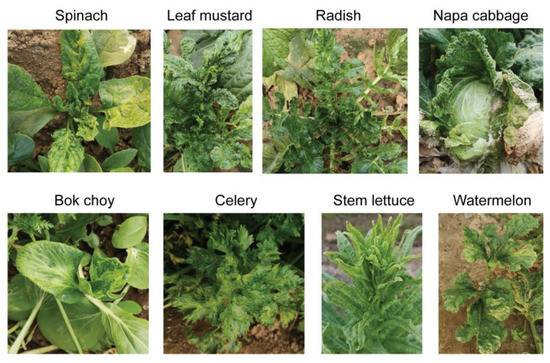 Common but Nonpersistent Acquisitions of Plant Viruses by Plant ...