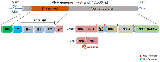 Host Cell Receptors Implicated in the Cellular Tropism of BVDV