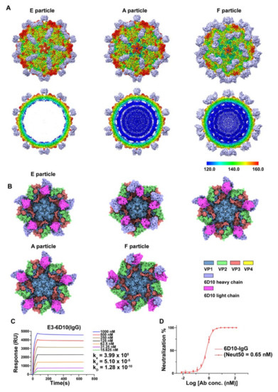 Structural Basis for the Immunogenicity of the C-Terminus of VP1 of ...