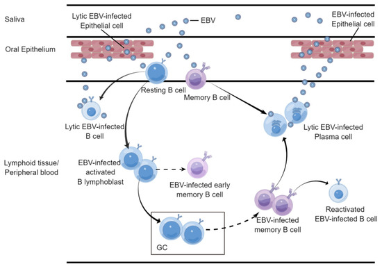 How EBV Infects: The Tropism and Underlying Molecular Mechanism for ...