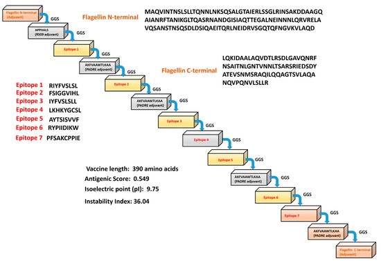 Immunoinformatics-Aided Design of a Peptide Based Multiepitope Vaccine Targeting Glycoproteins ...