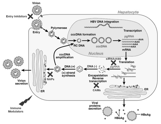 Towards a Functional Cure for Hepatitis B Virus: A 2022 Update on New ...