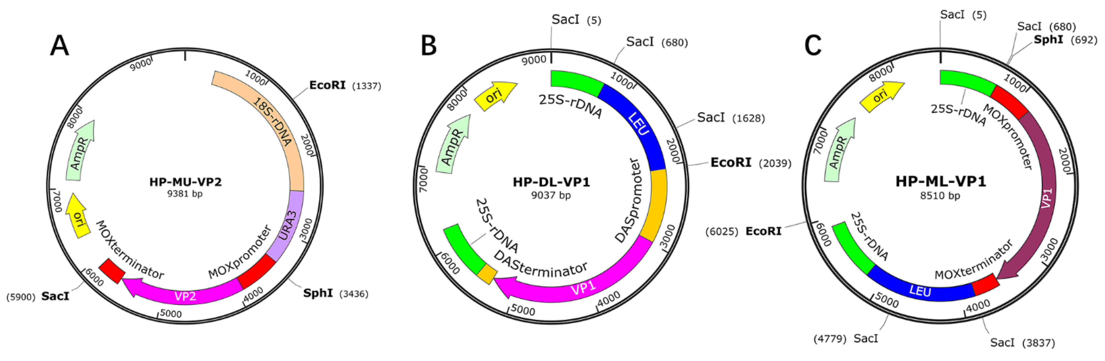 Recombinant Virus-like Particles of Human Parvovirus B19 with the ...