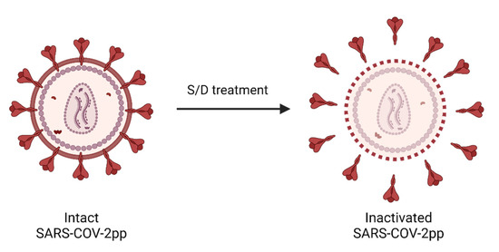 Validation of Viral Inactivation Protocols for Therapeutic Blood ...