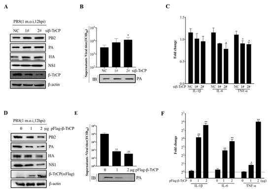 Inter-Fighting between Influenza A Virus NS1 and β-TrCP: A Novel ...