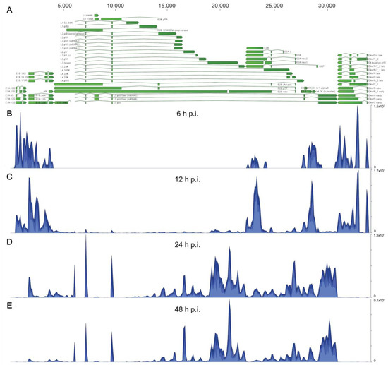 Global Transcriptome Analyses of Cellular and Viral mRNAs during HAdV ...