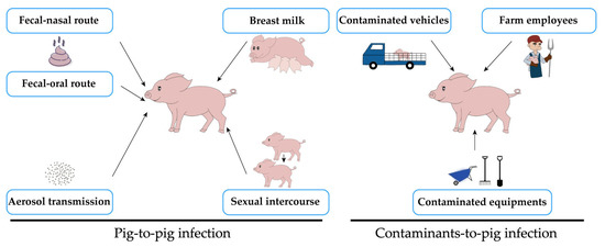 Porcine Epidemic Diarrhea Virus: An Updated Overview of Virus ...