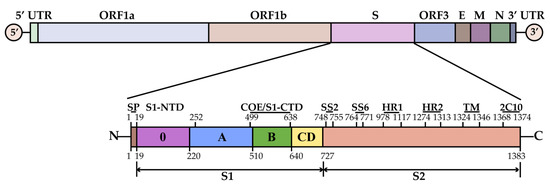 Porcine Epidemic Diarrhea Virus: An Updated Overview of Virus ...