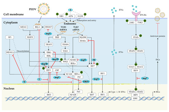 Porcine Epidemic Diarrhea Virus: An Updated Overview of Virus ...