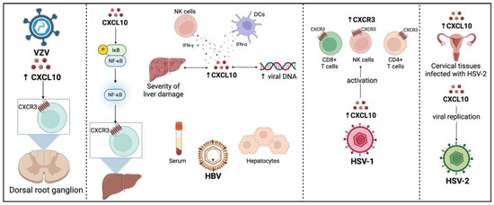 CXCL10 Chemokine: A Critical Player in RNA and DNA Viral Infections