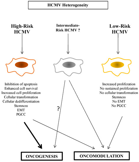 High-Risk Oncogenic Human Cytomegalovirus