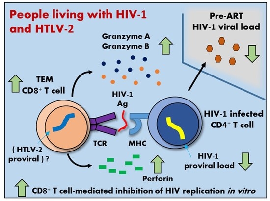 Viruses | Free Full-Text | HTLV-2 Enhances CD8+ T Cell-Mediated HIV-1 Inhibition and Reduces HIV ...