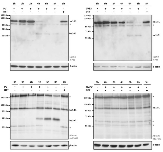 Enteroviruses Manipulate the Unfolded Protein Response through ...