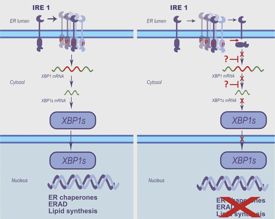 Enteroviruses Manipulate the Unfolded Protein Response through Multifaceted Deregulation of the ...