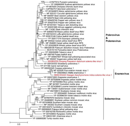 Novel RNA Viruses Discovered in Weeds in Rice Fields