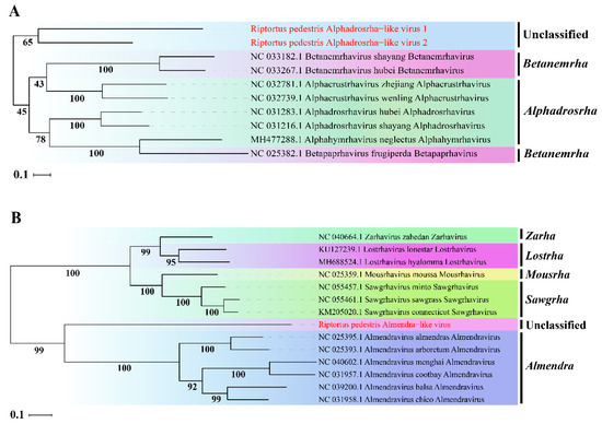 The Characterization of Three Novel Insect-Specific Viruses Discovered in the Bean Bug ...