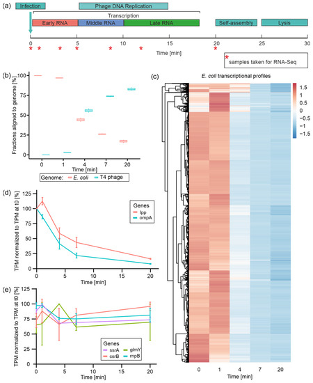 Integrated Omics Reveal Time-Resolved Insights into T4 Phage Infection ...