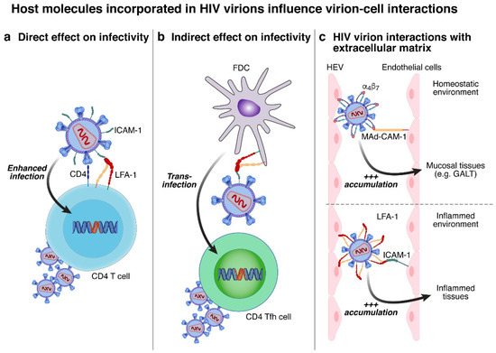 Viruses | Free Full-Text | Host Molecule Incorporation into HIV Virions ...